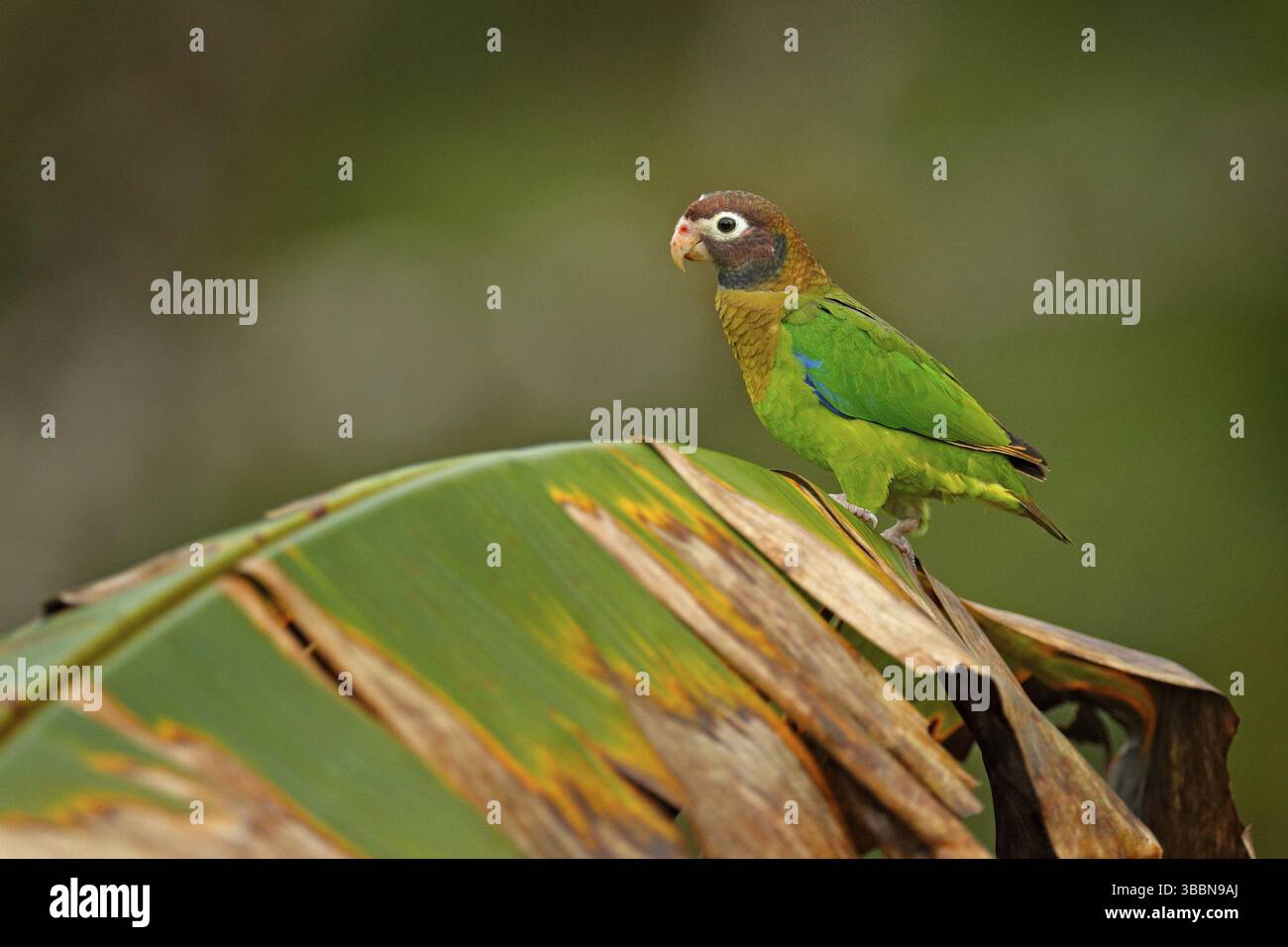 Detail of parrot head. Brown-hooded Parrot, portrait of light green ...