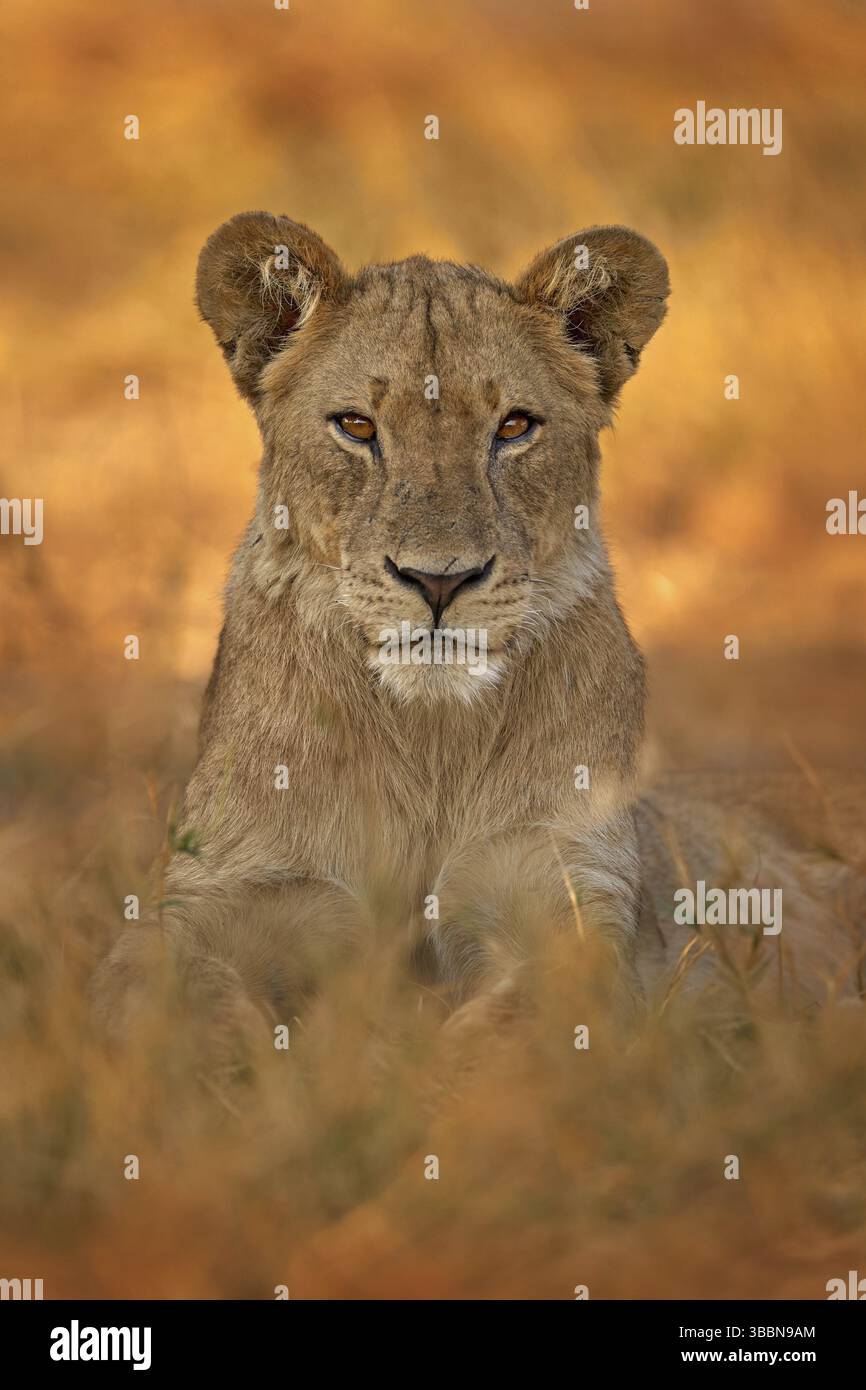 African lion the grass, with beautiful evening light. Wildlife scene ...