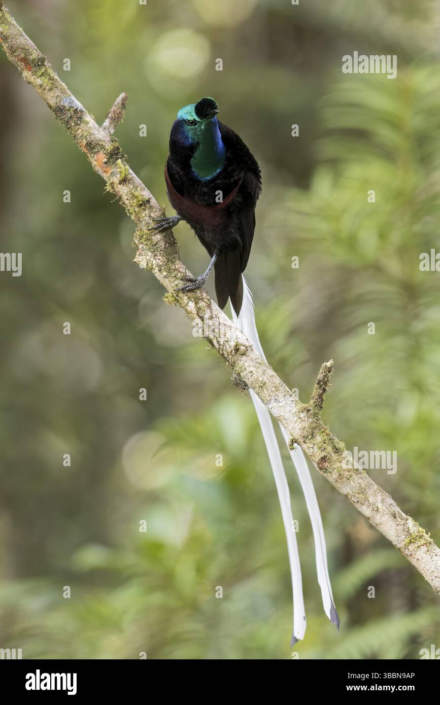 Ribbon tailed astrapia bird of paradise hi-res stock photography and ...