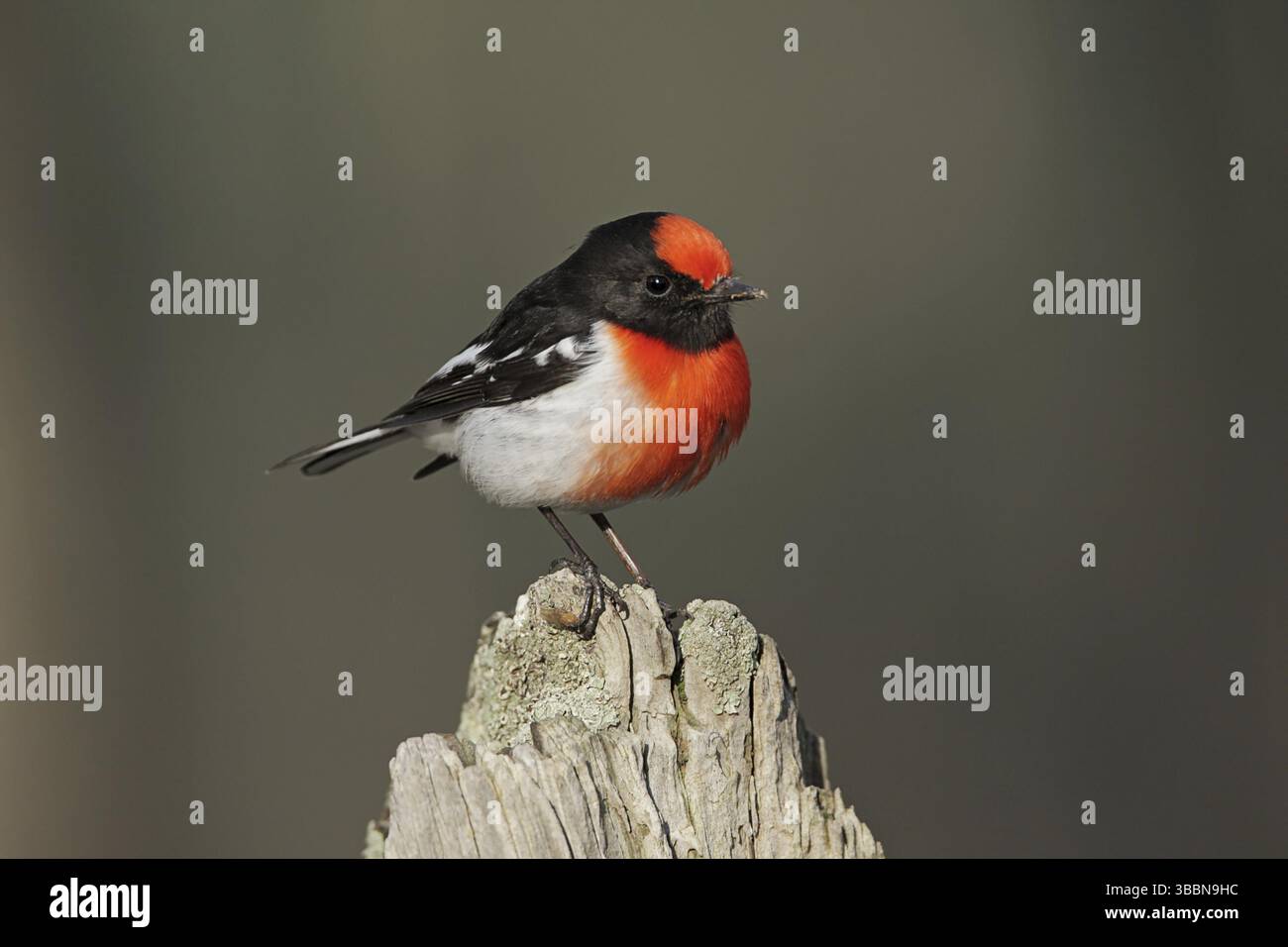 Red-capped Robin (Petroica goodenovii) male, New South Wales, Australia ...