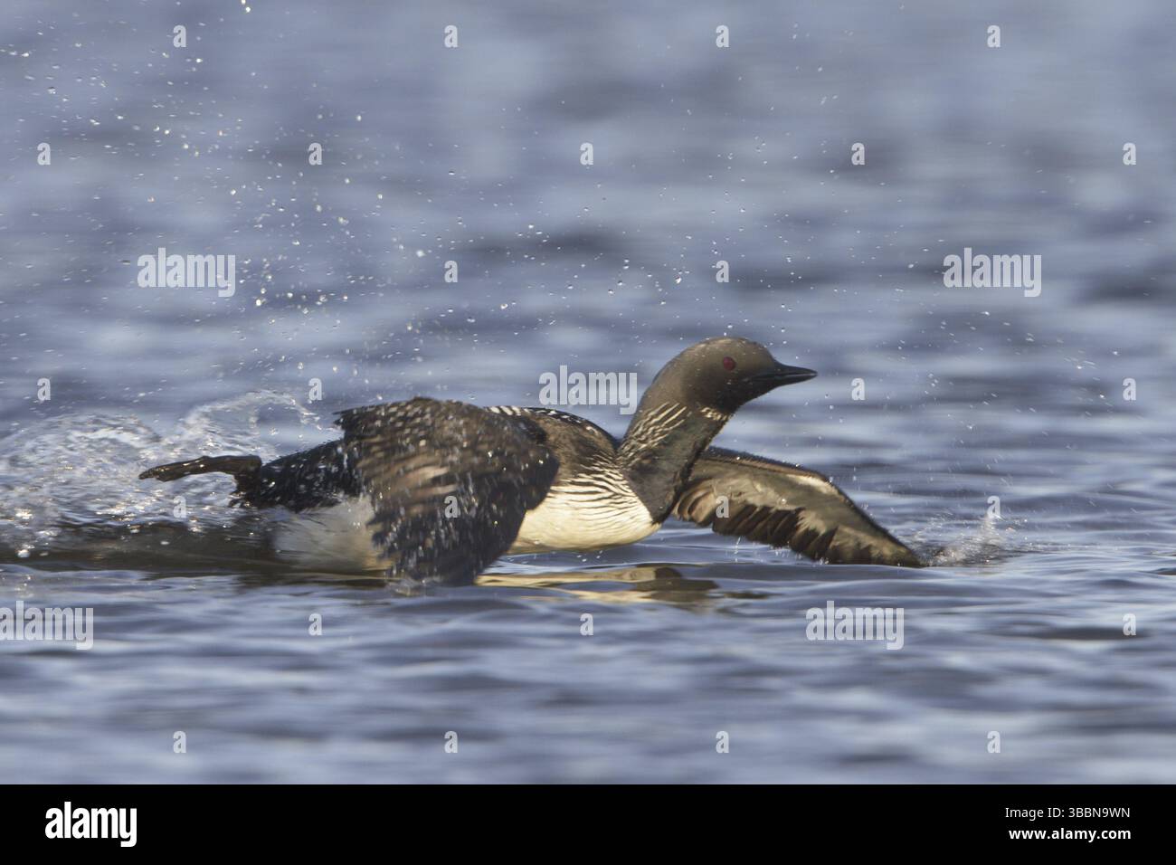 Pacific Loon (Gavia pacifica) mating, Manitoba, Canada, North America ...