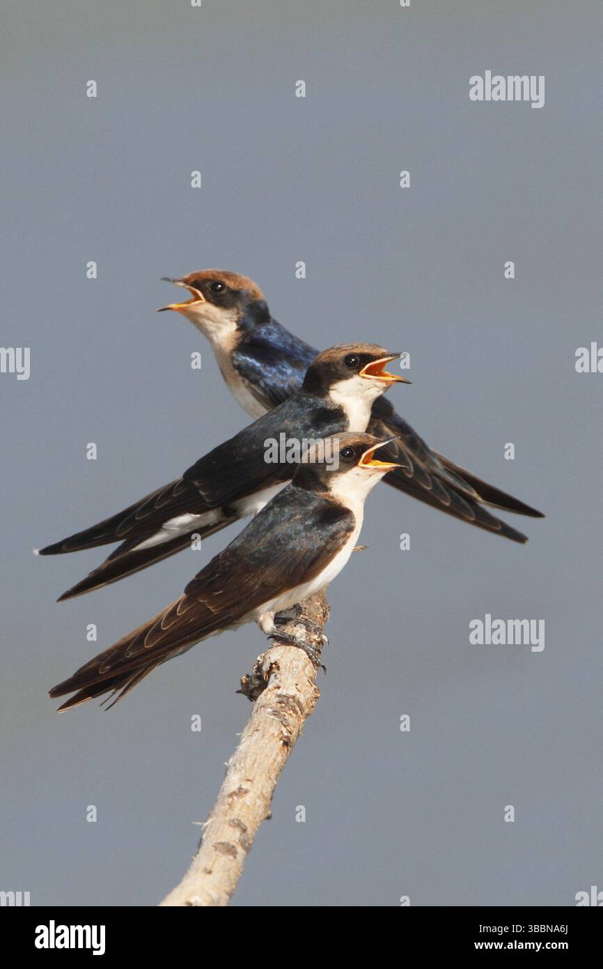 Wire-tailed Swallow (Hirundo smithii), Lake Baringo, Kenya, Africa ...