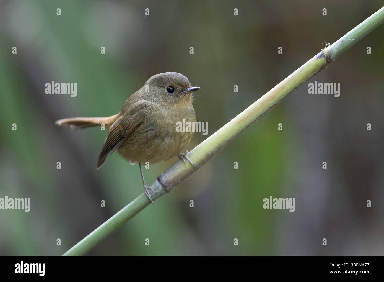 Slaty-blue Flycatcher (Ficedula tricolor), Thailand, Asia Stock Photo ...