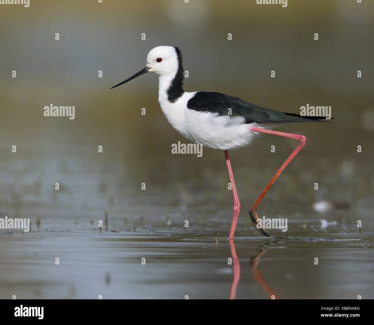 White-headed Stilt (Himantopus leucocephalus), Victoria, Australia ...