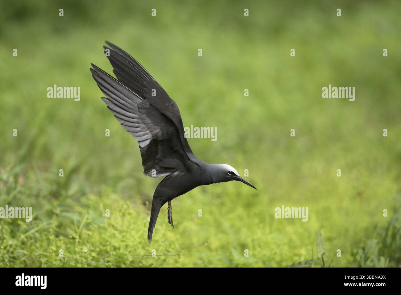 Black Noddy (Anous minutus) flying, Norfolk Island, Australia, Oceania ...