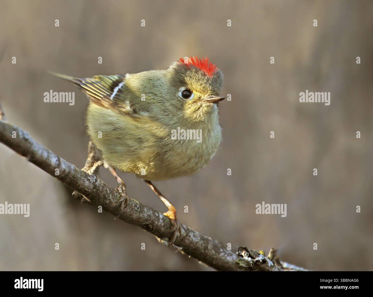 Ruby-crowned Kinglet (Regulus calendula) male, Saskatchewan, Canada, North America Stock Photo ...