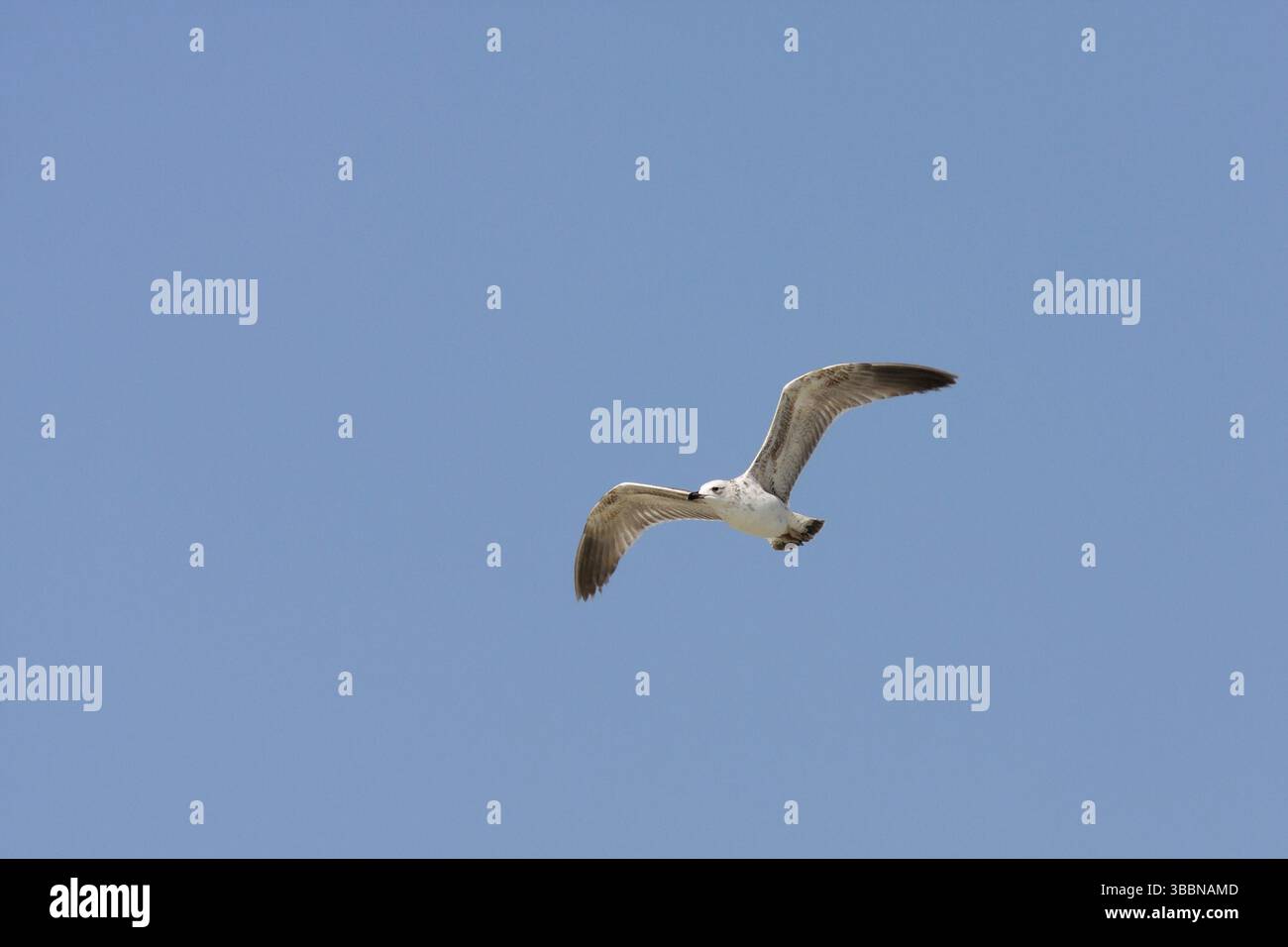 Armenian Gull (Larus armenicus) flying, Turkey, Asia Stock Photo - Alamy