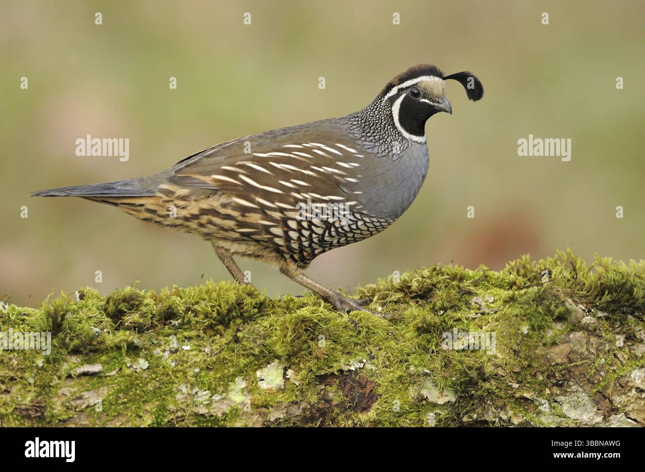 California Quail (Callipepla californica) male, Canada, North America ...