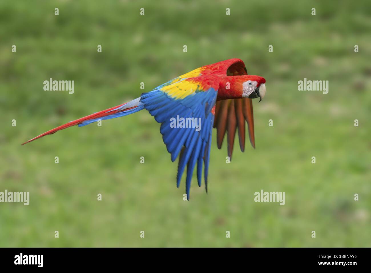 Scarlet Macaw (Ara macao) flying, Costa Rica, Central America Stock ...