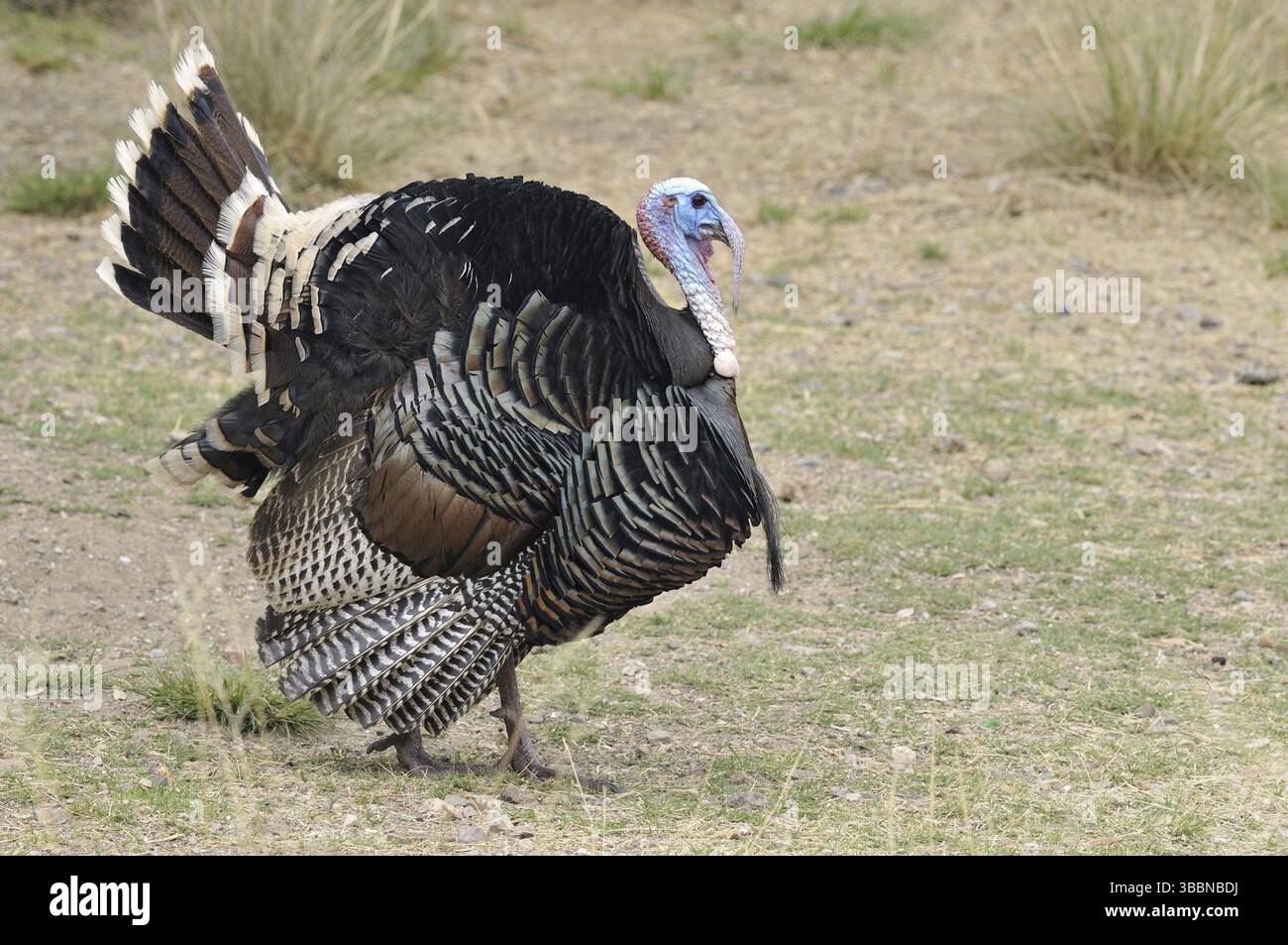 Wild Turkey (Meleagris gallopavo), Arizona, USA, North America Stock ...