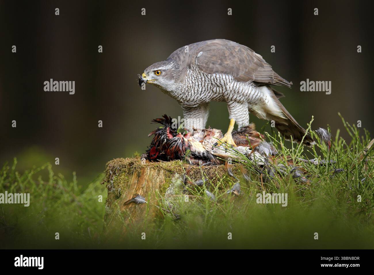 Goshawk with catch, killed Common Pheasant Stock Photo - Alamy