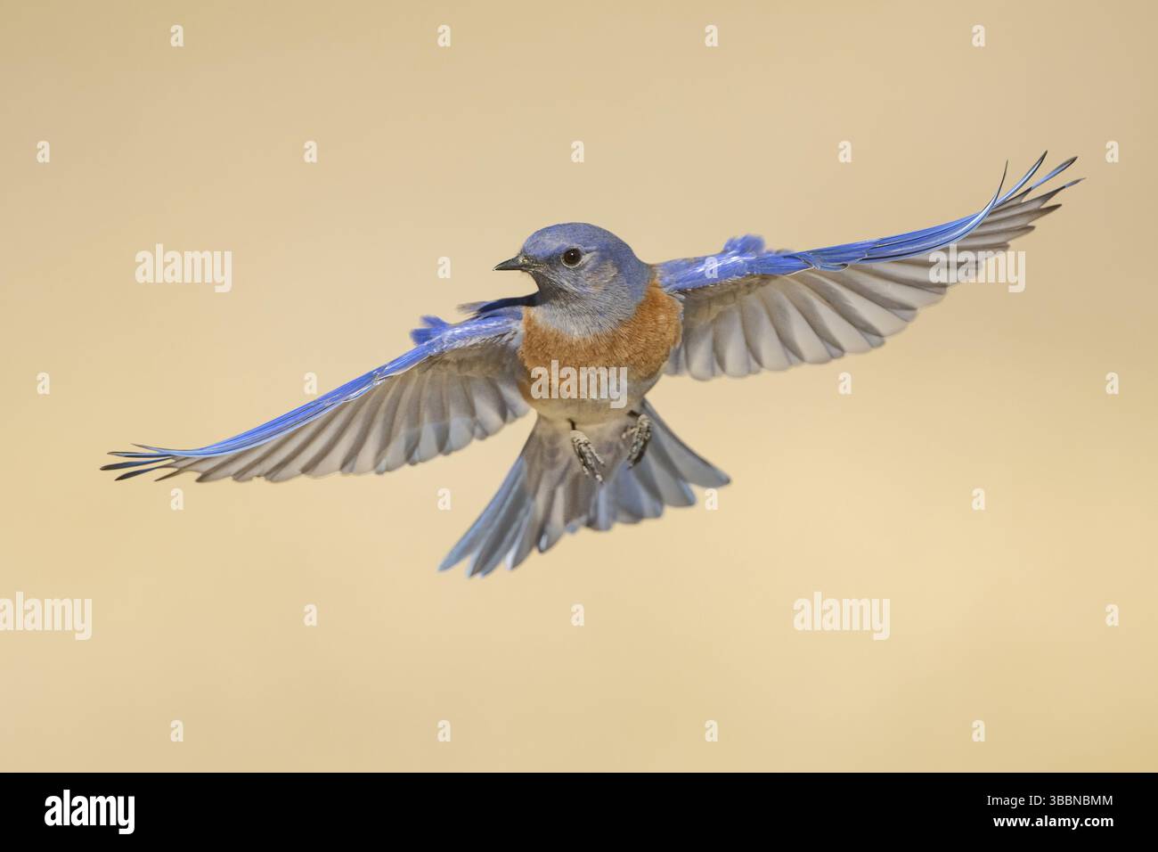 Western Bluebird (Sialia mexicana) flying, California, USA, North ...