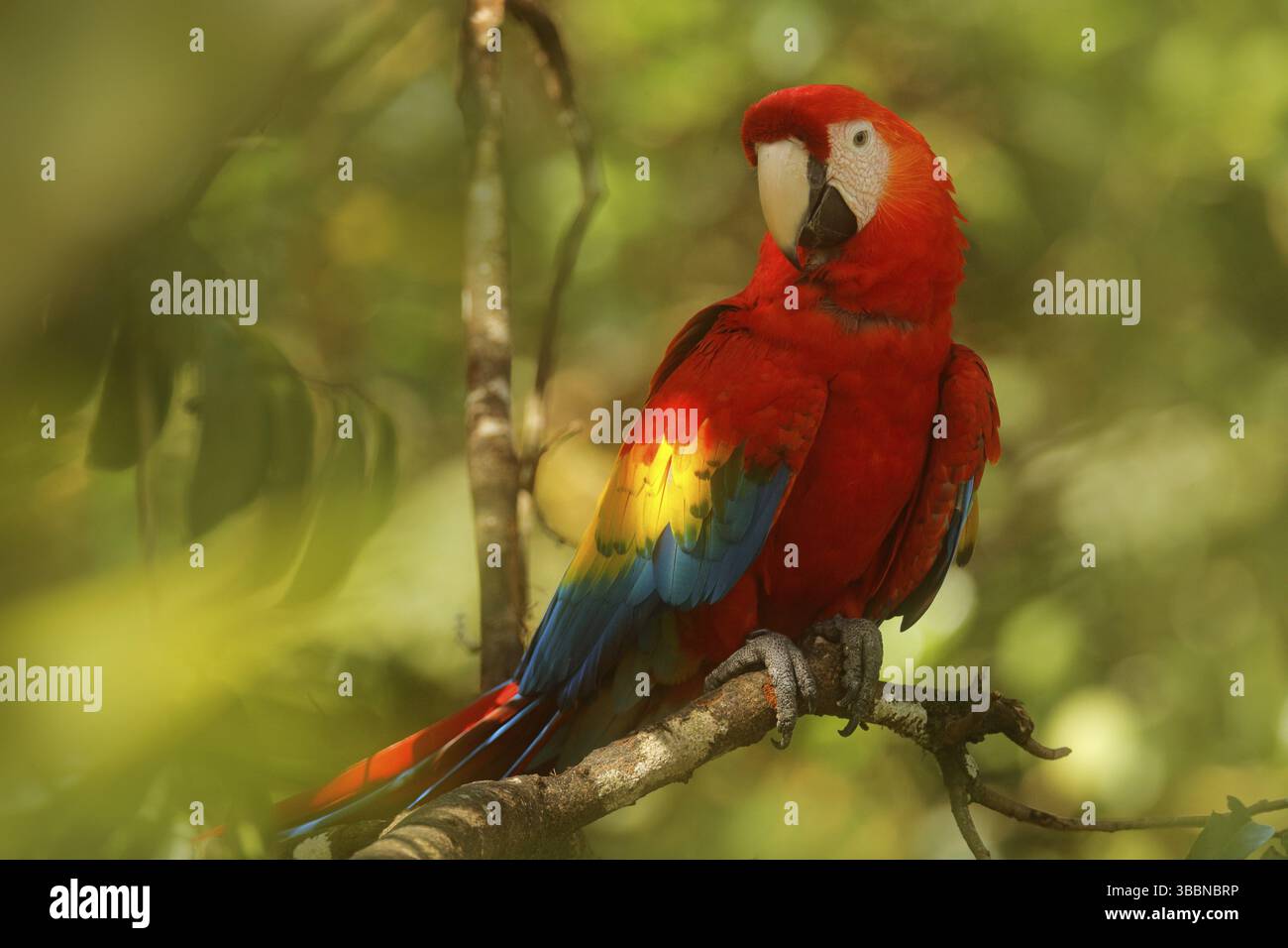 Red parrot Scarlet Macaw, Ara macao, bird sitting on the branch with ...