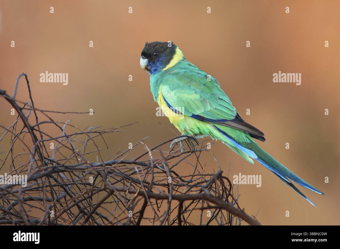 Australian Ringneck (Barnardius zonarius), Northern Territory ...