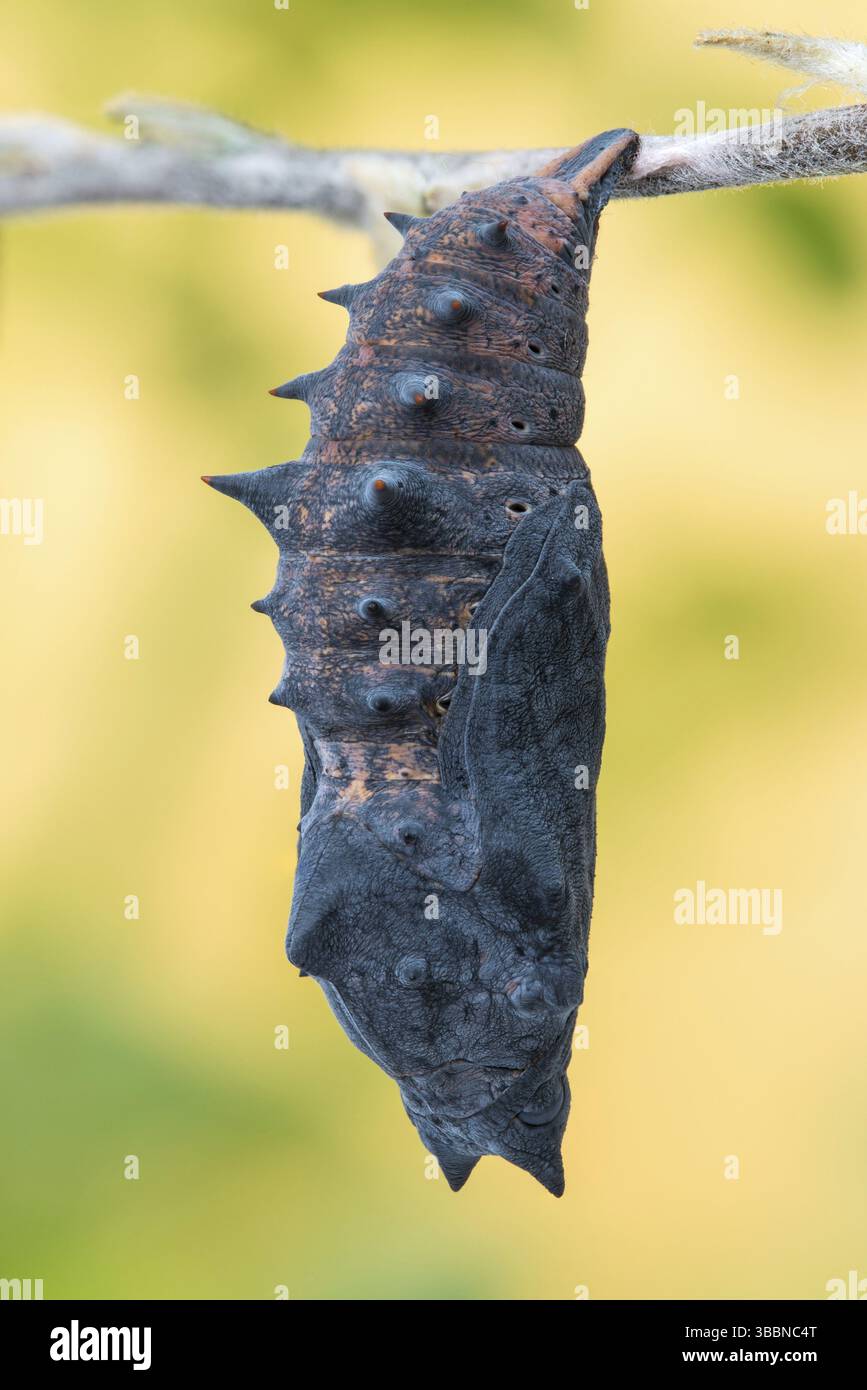 Die Puppe des Trauermantel (Nymphalis antiopa Stock Photo - Alamy