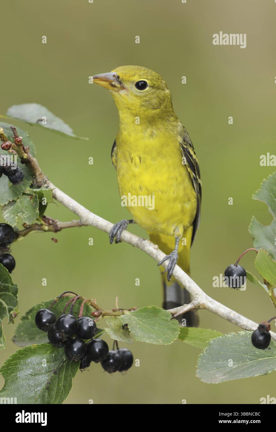 Western Tanager (Piranga ludoviciana) female, British Columbia, Canada ...