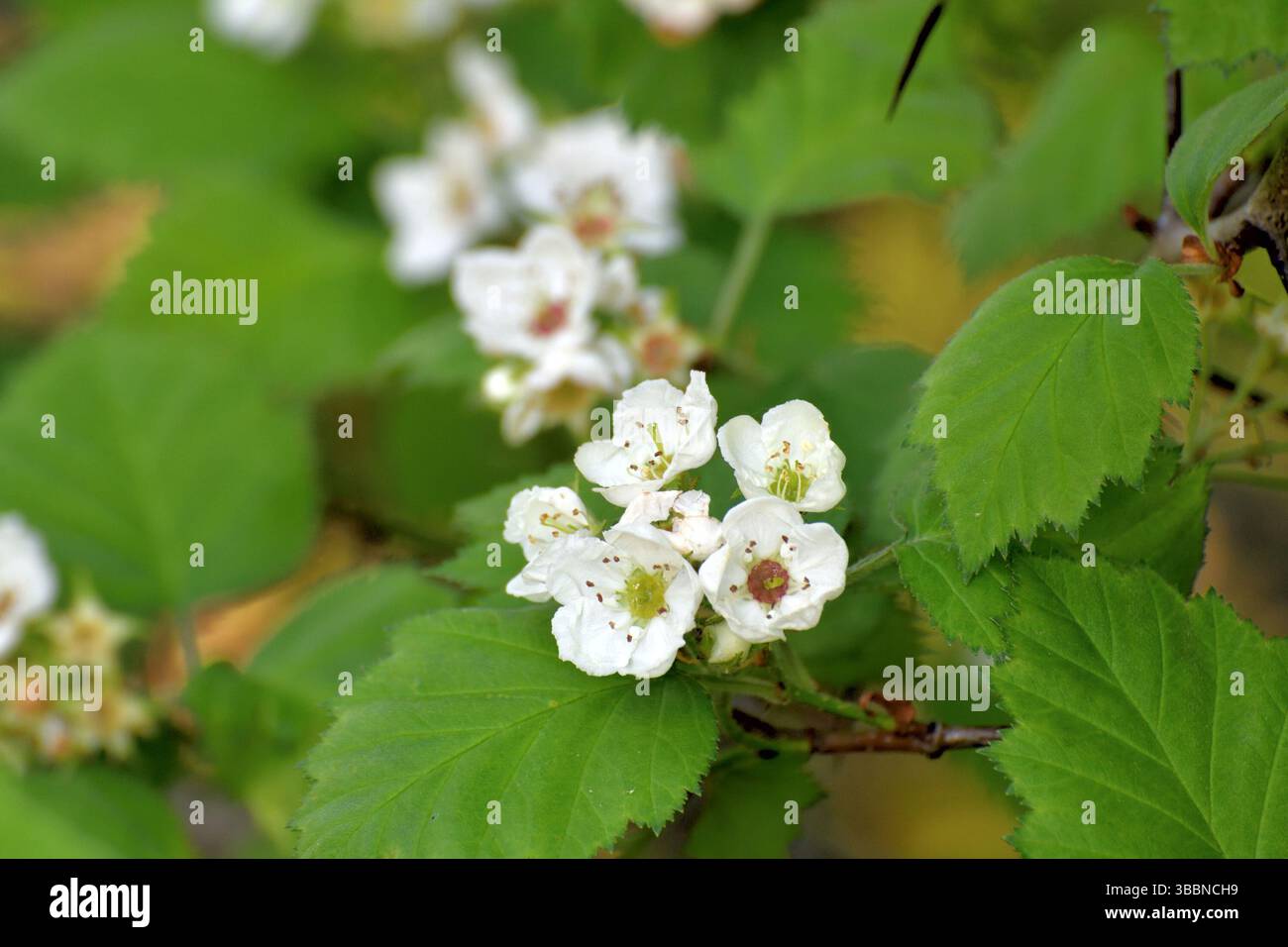 Crataegus sanguinea blooming hawthorn hi-res stock photography and ...