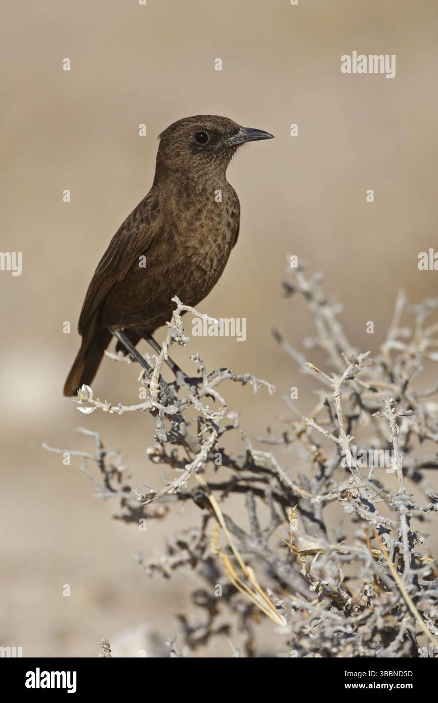 Ant-eating Chat (Myrmecocichla formicivora), Oshikoto, Namibia, Africa ...