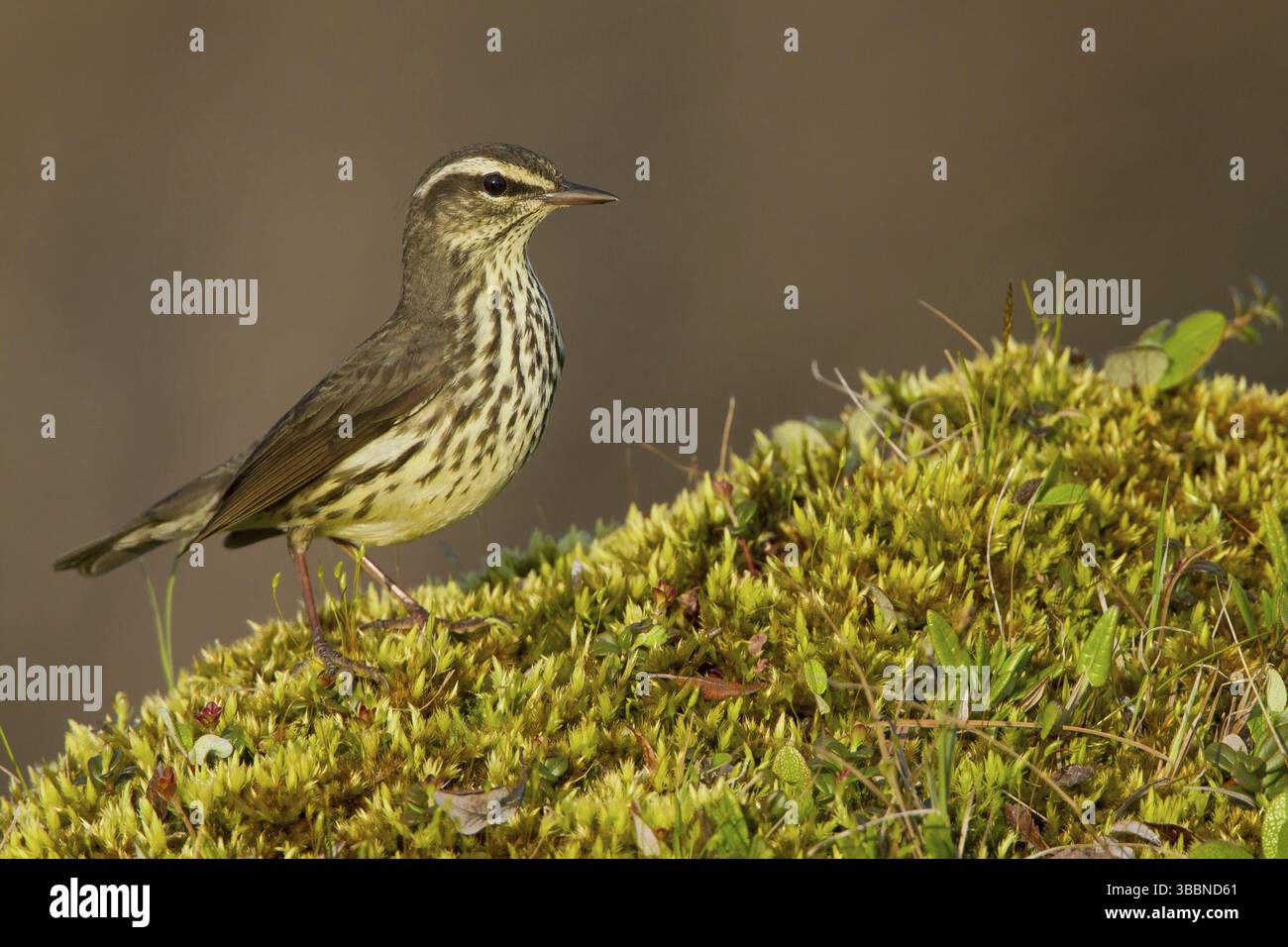 Northern Waterthrush (Parkesia noveboracensis), Manitoba, Canada, North ...