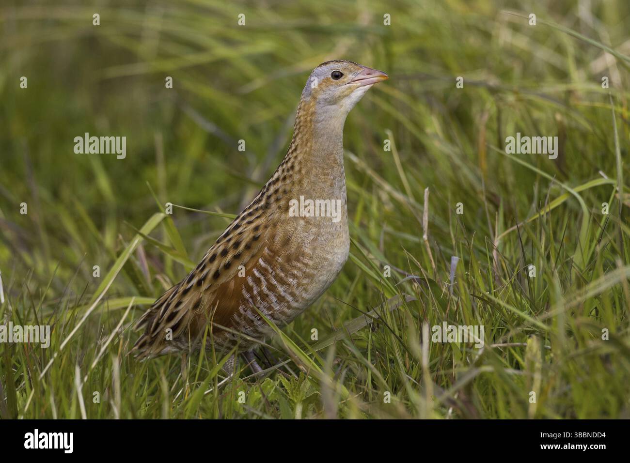 Coot in scotland hi-res stock photography and images - Alamy