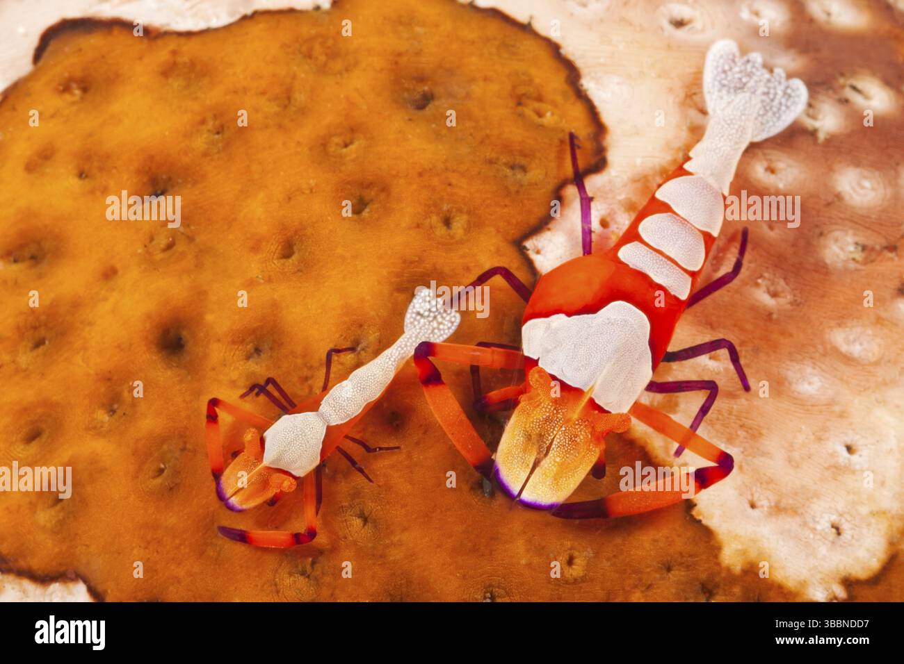 Imperator-Garnele, Zenopontonia rex Emperor Shrimp, Zenopontonia rex ...