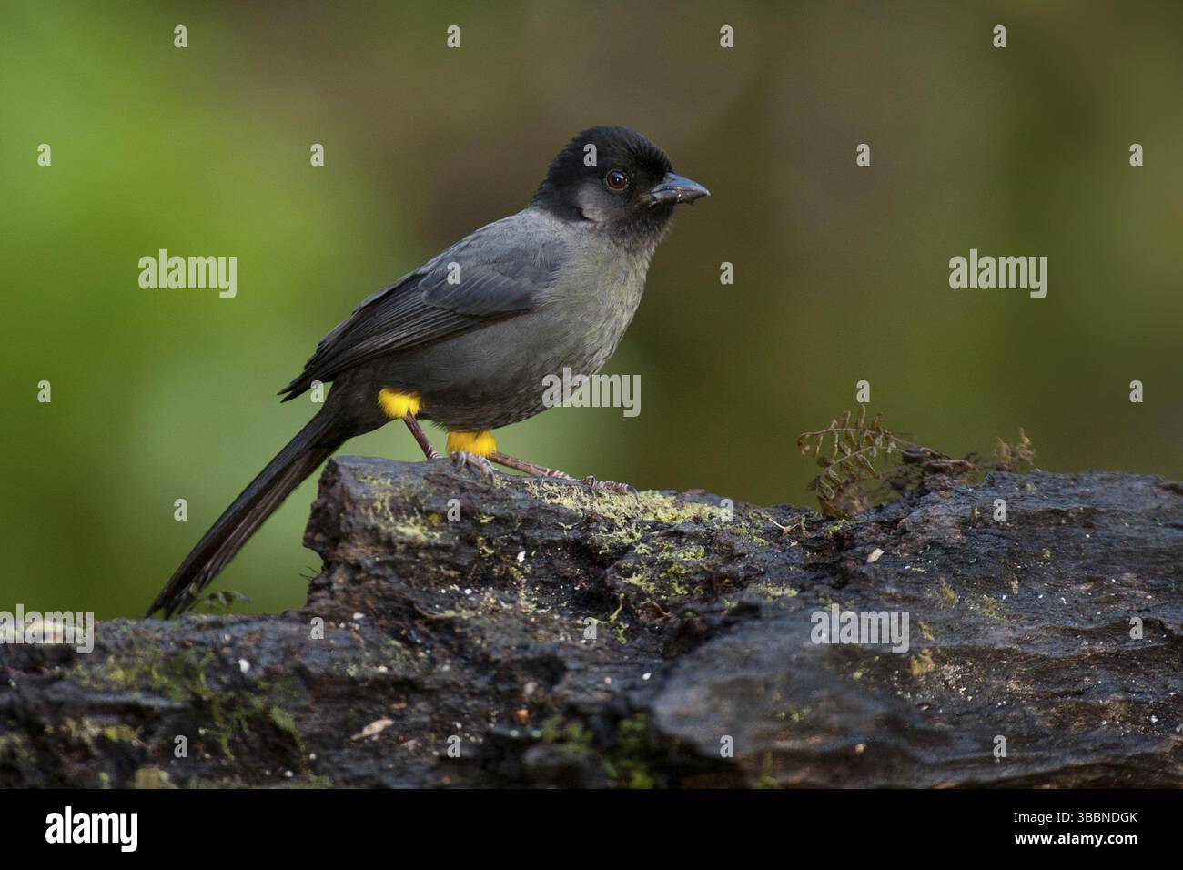 Yellow thighed finches hi-res stock photography and images - Alamy