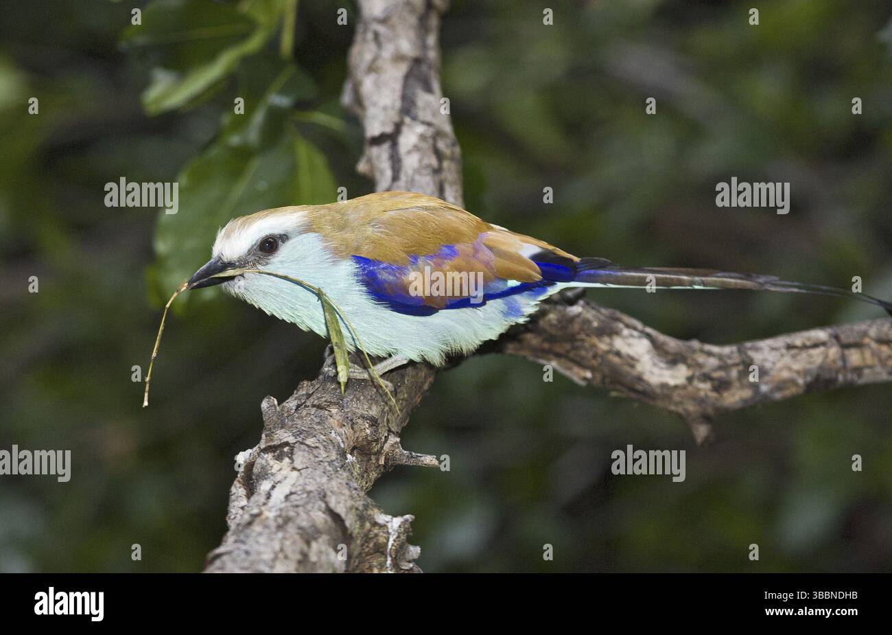 Racket-tailed Roller (Coracias spatulatus), California, USA, North ...
