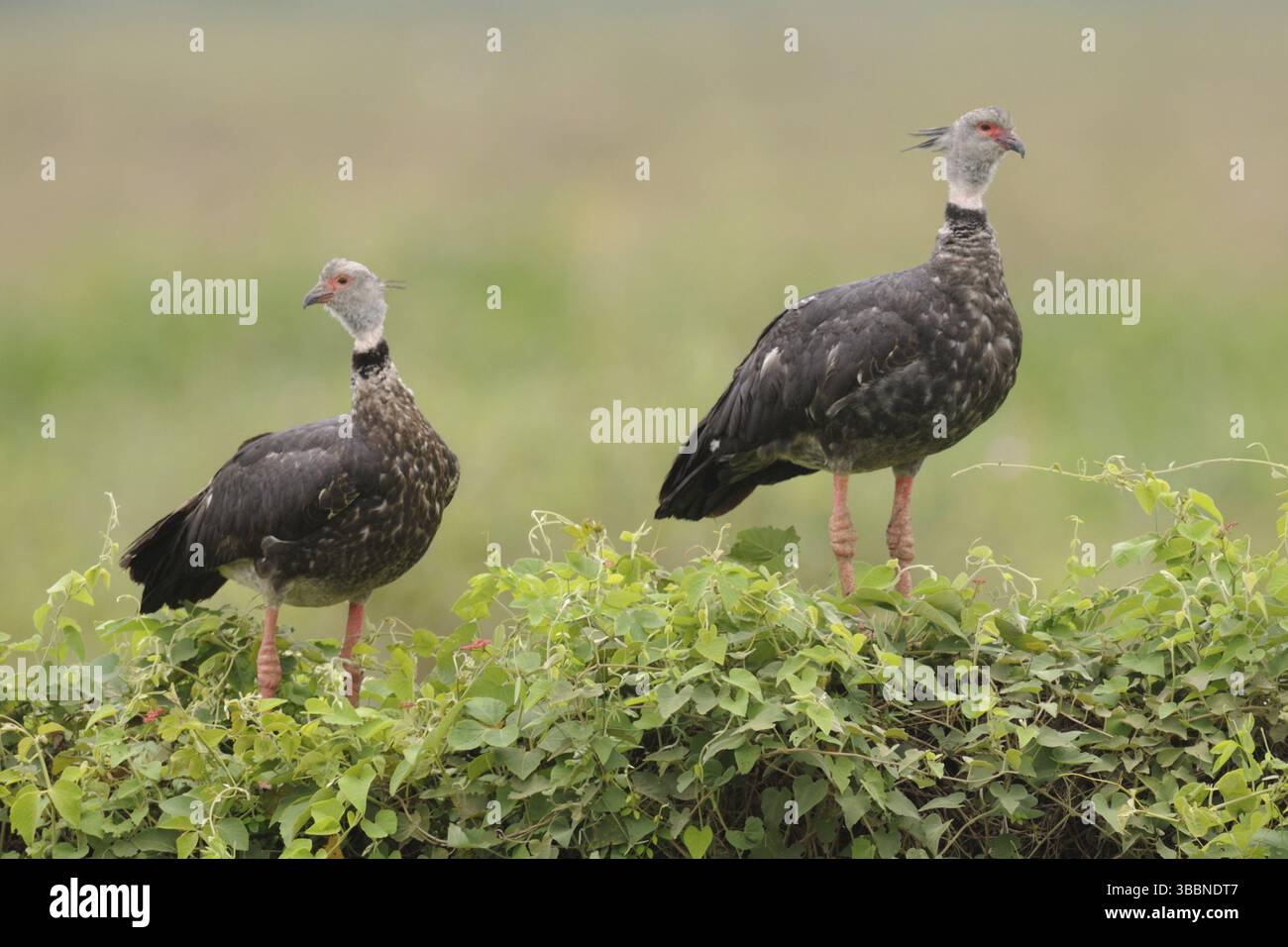 Southern screamers hi-res stock photography and images - Alamy