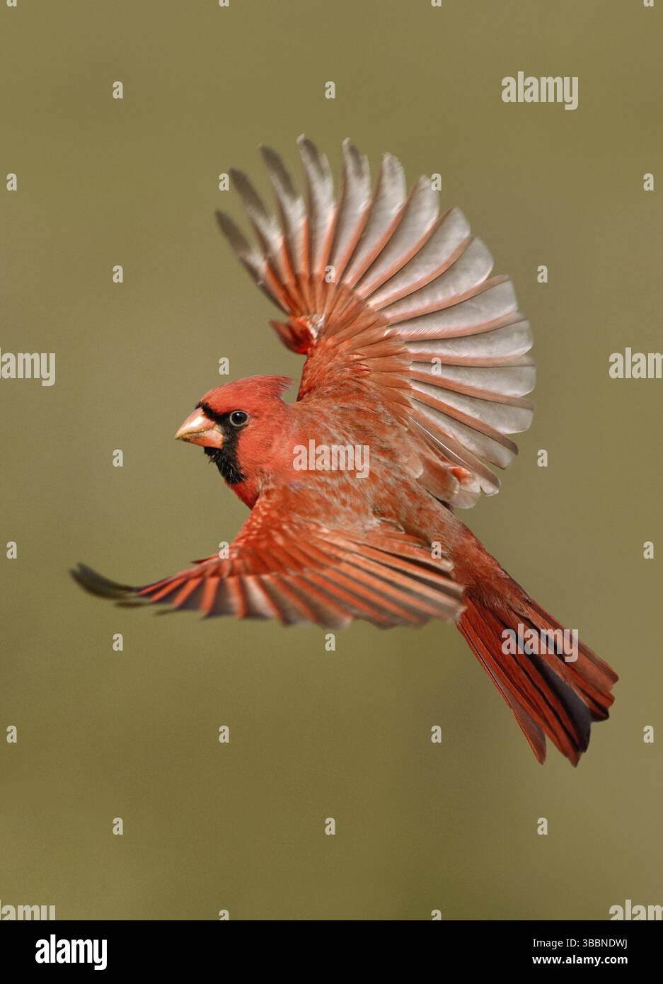 Northern Cardinal (Cardinalis cardinalis) flying, Texas, USA, North ...