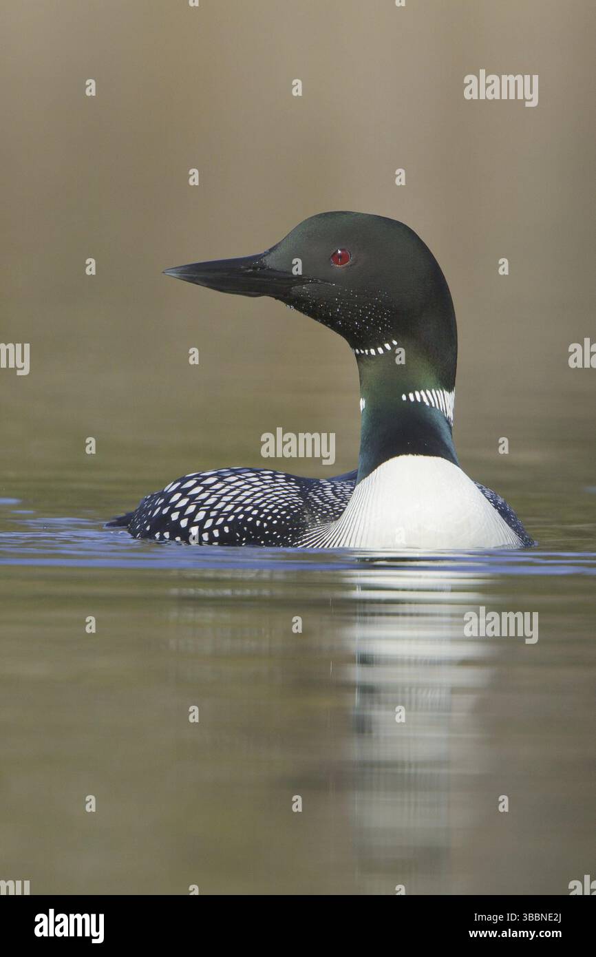 Great Northern Loon (Gavia immer), British Columbia, Canada, North ...