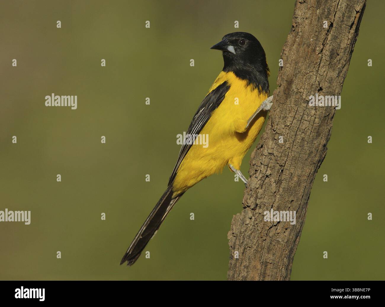 Audubon's Oriole (Icterus graduacauda), Texas, USA, North America Stock ...