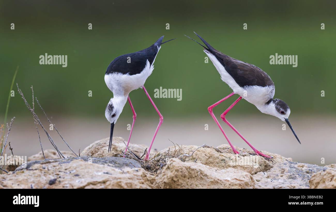 Black-winged Stilt (Himantopus himantopus) pair foraging, Spain, Europe ...
