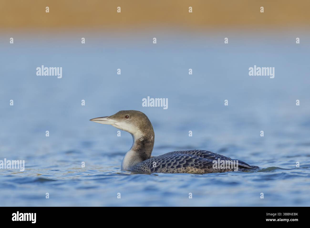Eistaucher, Gavia immer Common Loon, Gavia immer Stock Photo - Alamy
