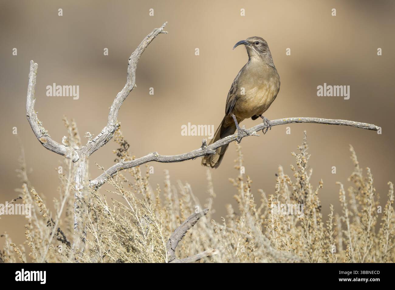 California Thrasher (Toxostoma redivivum), California, USA, North America Stock Photo - Alamy