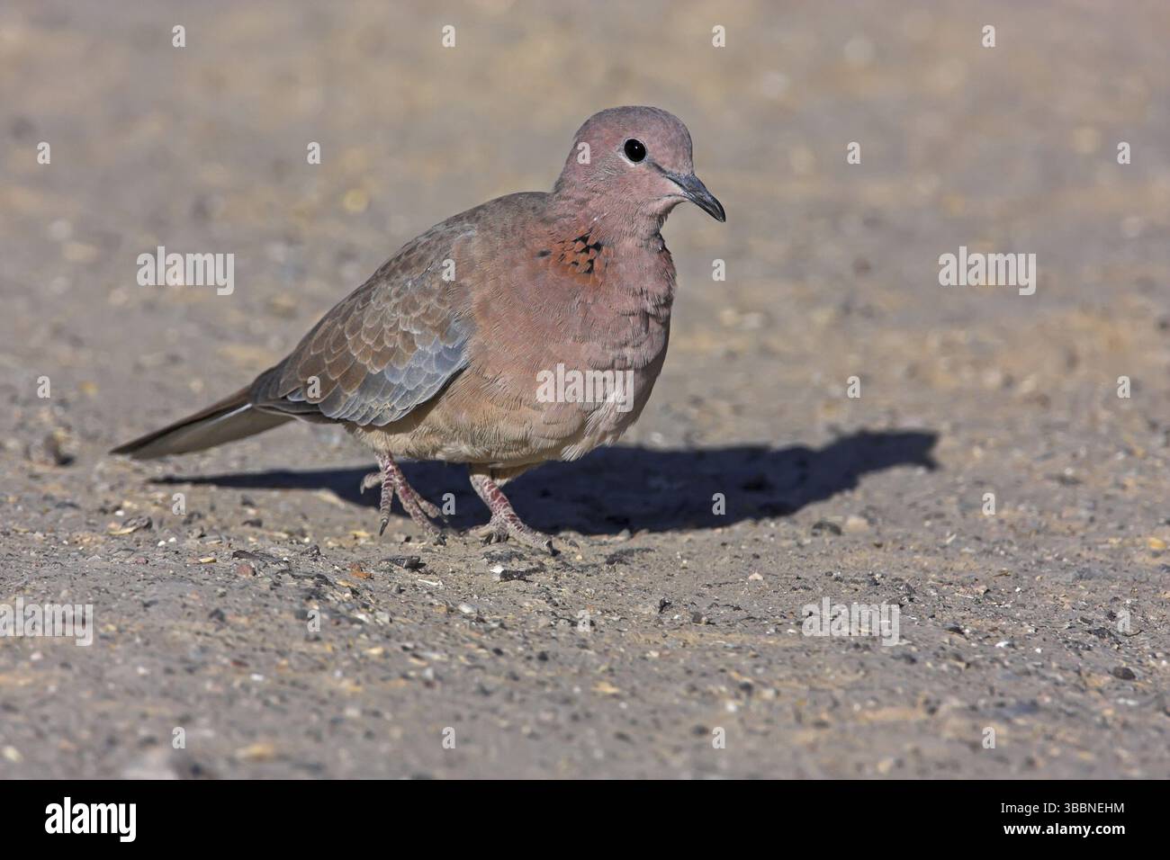Laughing Dove (Spilopelia senegalensis), Oman, Asia Stock Photo - Alamy