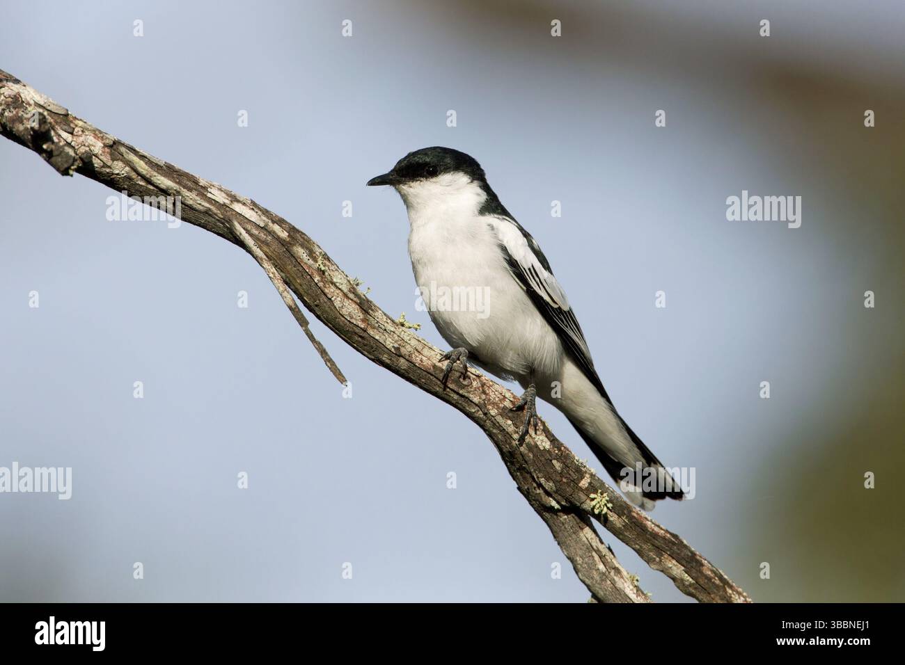 White-winged Triller (Lalage tricolor) male, Victoria, Australia ...