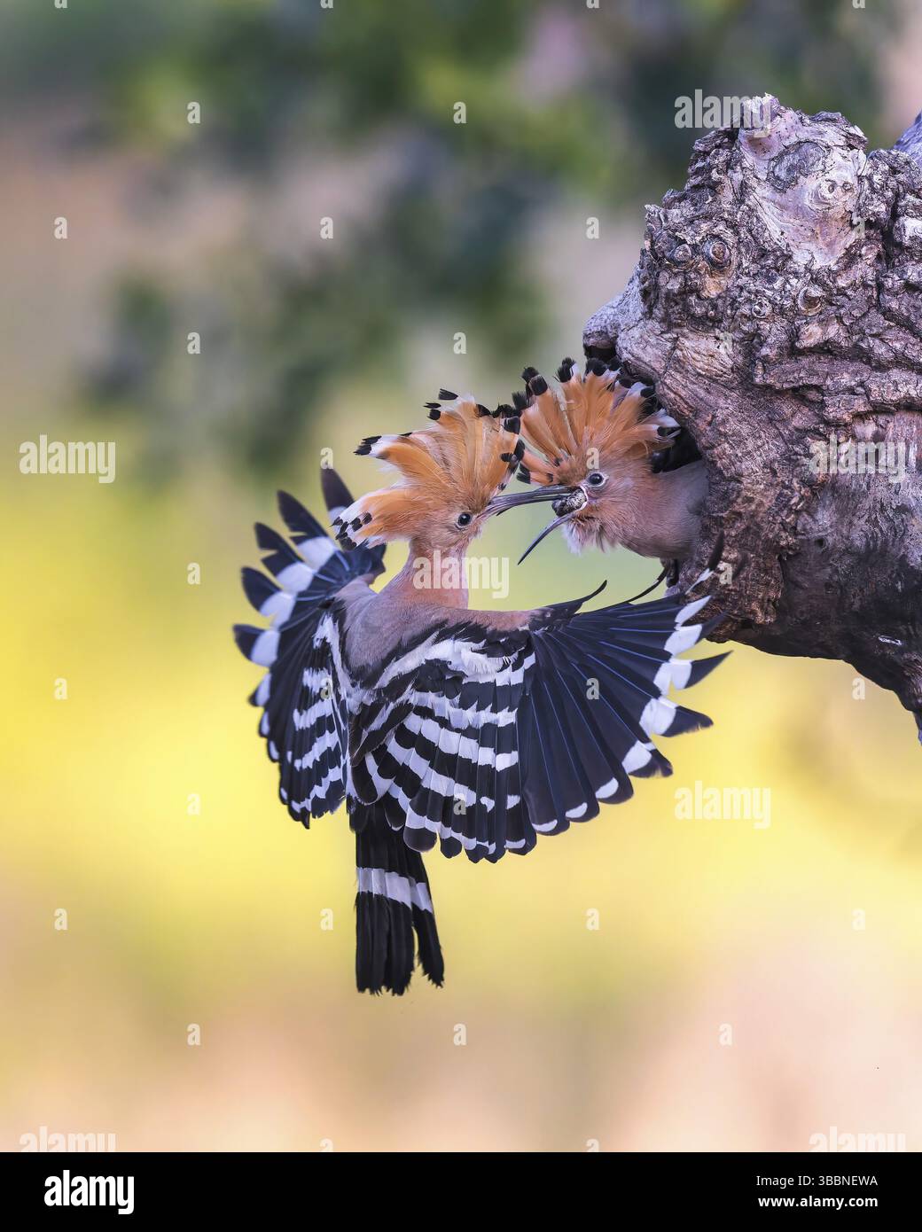 Eurasian Hoopoe (Upupa epops) feeding chick in breeding cavity, Saxony ...