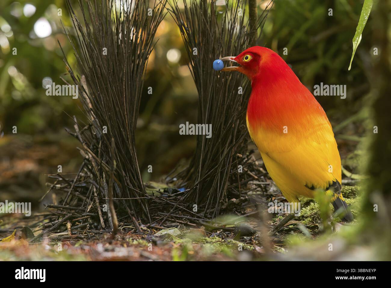 Flame Bowerbird (Sericulus ardens) perched at its bower in Papua New ...