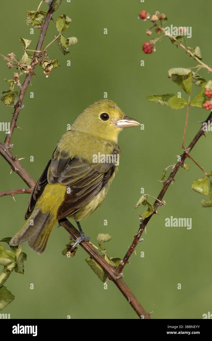 Scarlet Tanager (Piranga olivacea) female, Texas, USA, North America ...