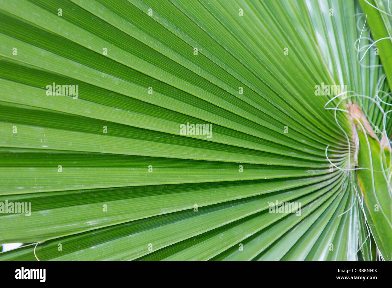 This is a detailed closeup image of a palm tree leaf that resembles a ...