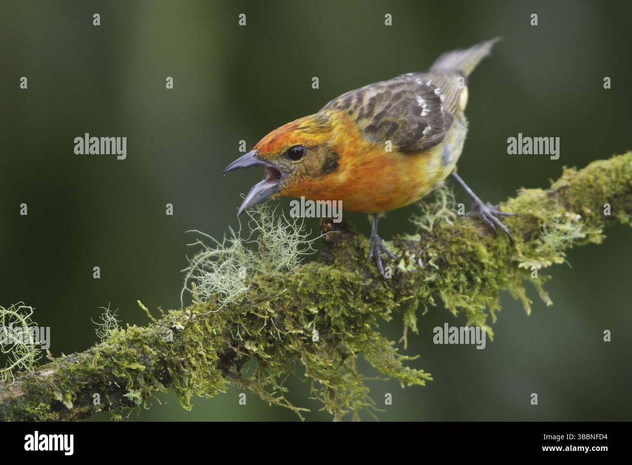 Flame-colored Tanager (Piranga bidentata) male, Costa Rica, Central ...