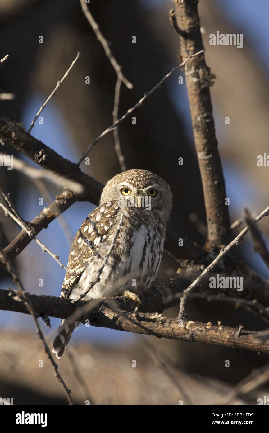 African Barred Owlet (Glaucidium capense), Etosha, Namibia, Africa ...