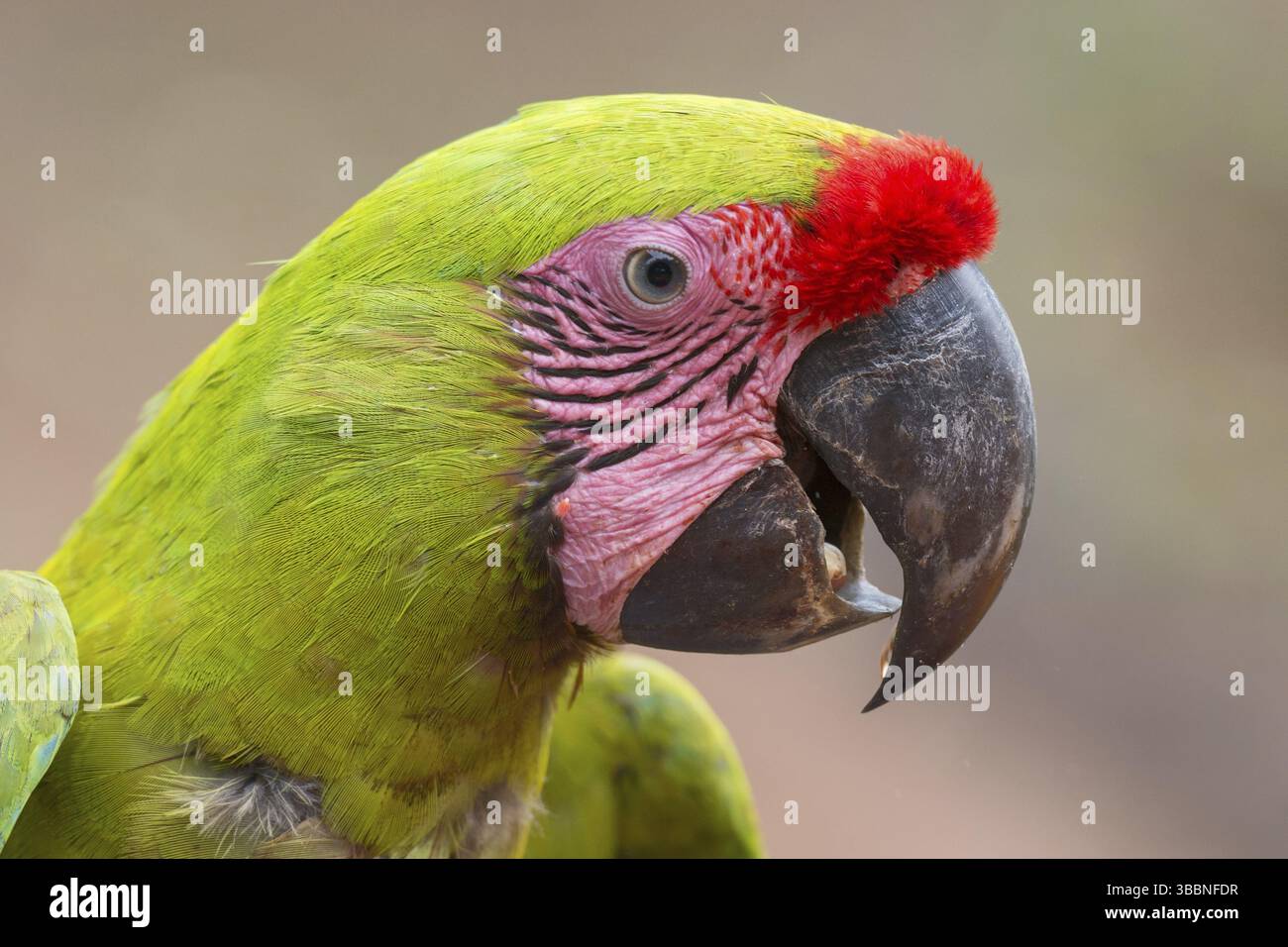 Great Green Macaw (Ara ambiguus), Costa Rica, Central America Stock ...