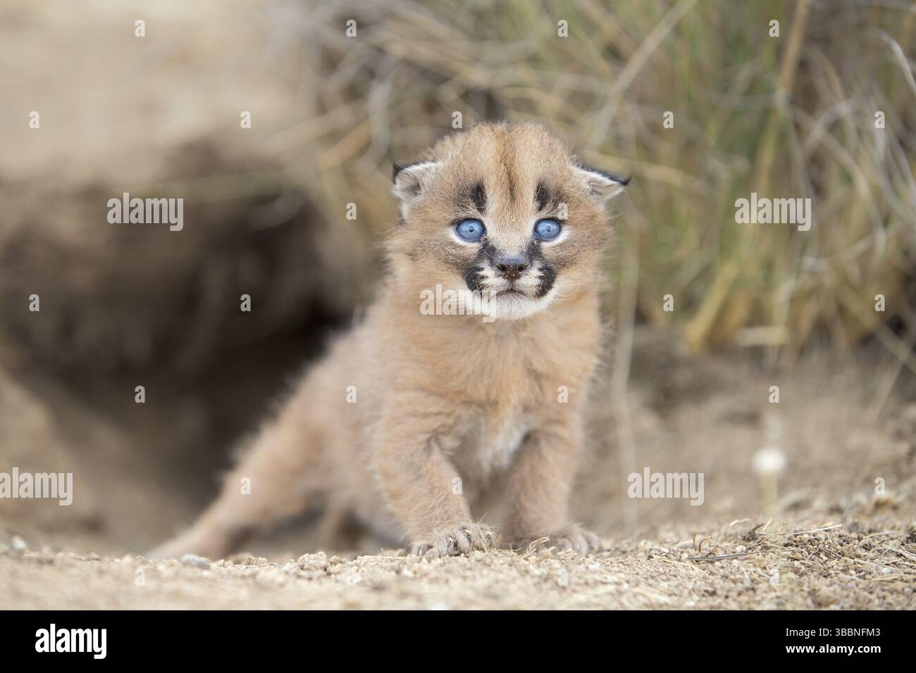 Caracal (Caracal caracal) cub at den, Castile-La Mancha, Spain, Europe ...