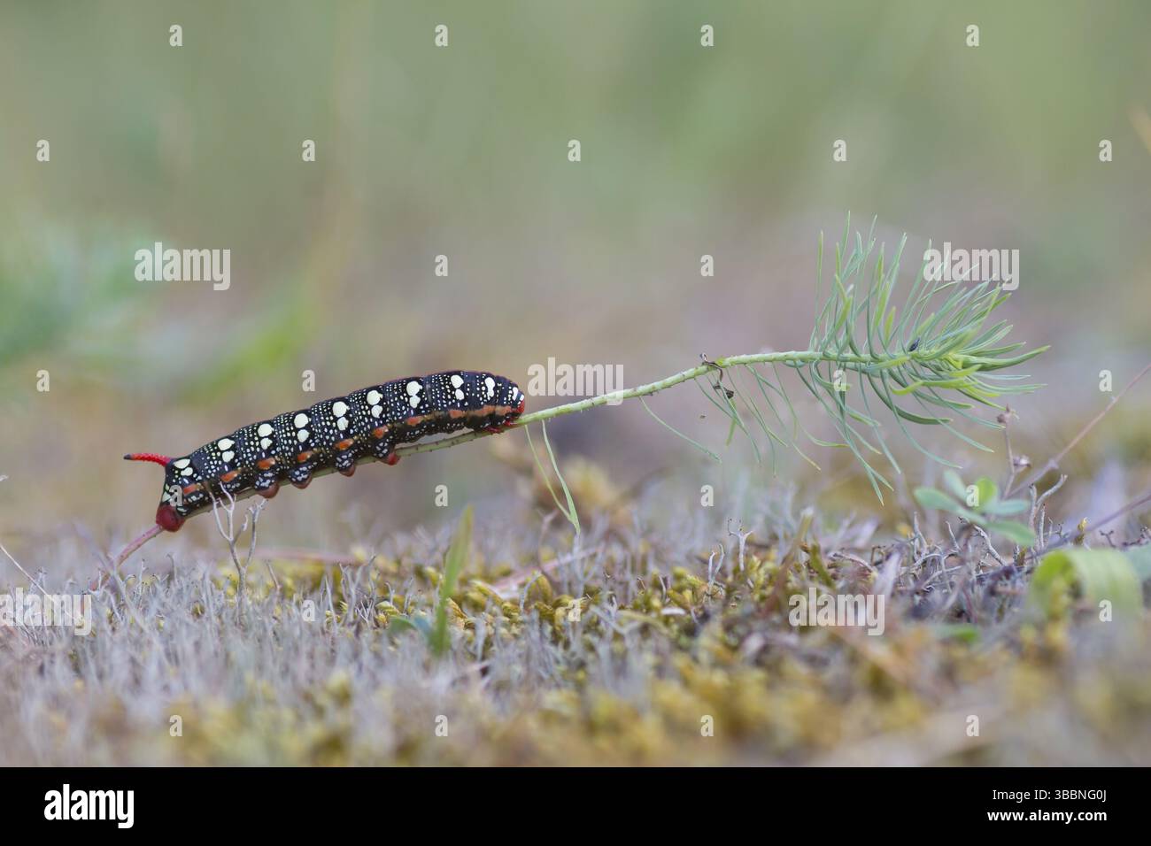Hyles euphorbiae - Spurge Hawk-Moth - Wolfsmilchschwaermer, Germany ...