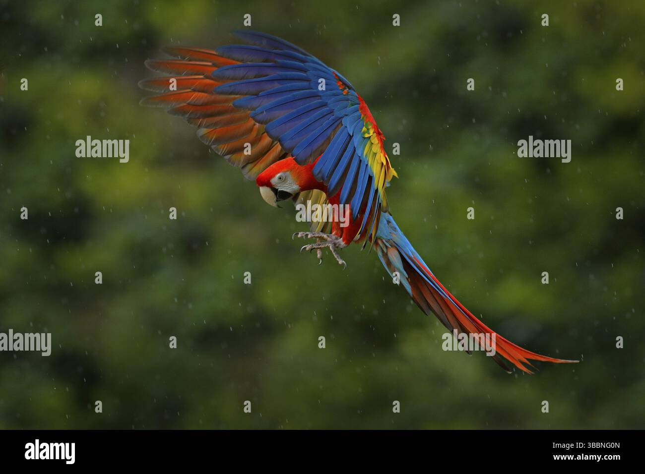 Wildlife scene from tropic nature. Red bird in the forest. Parrot ...