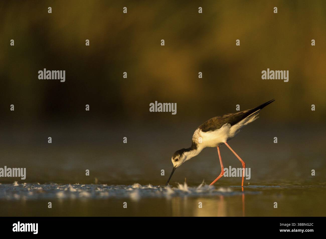 Black-winged Stilt (Himantopus himantopus) foraging, Camargue, France ...