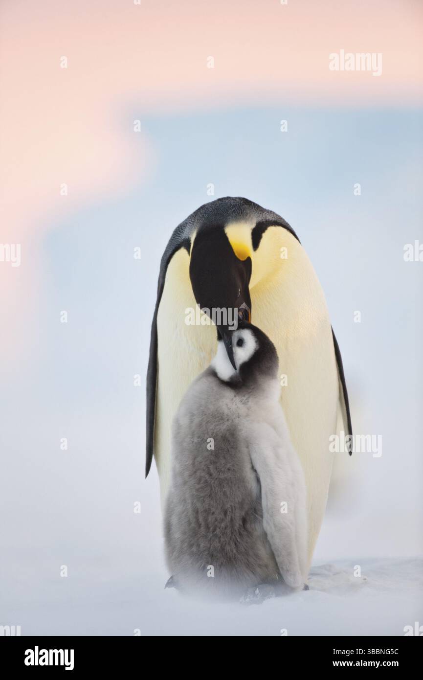 Emperor Penguin (Aptenodytes forsteri) with juvenile, Queen Maud Land ...
