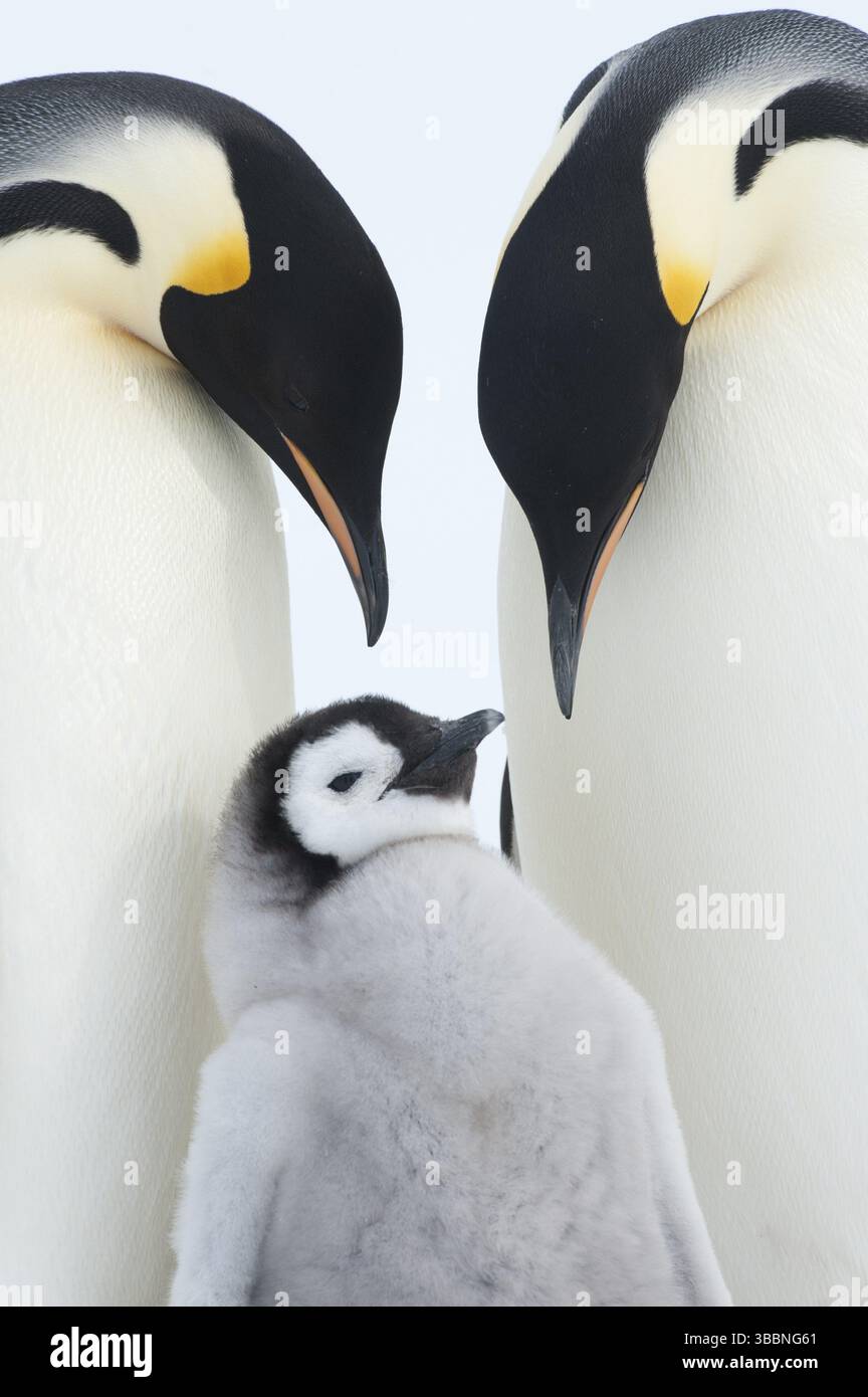Emperor Penguin (Aptenodytes forsteri) with juvenile, Queen Maud Land ...