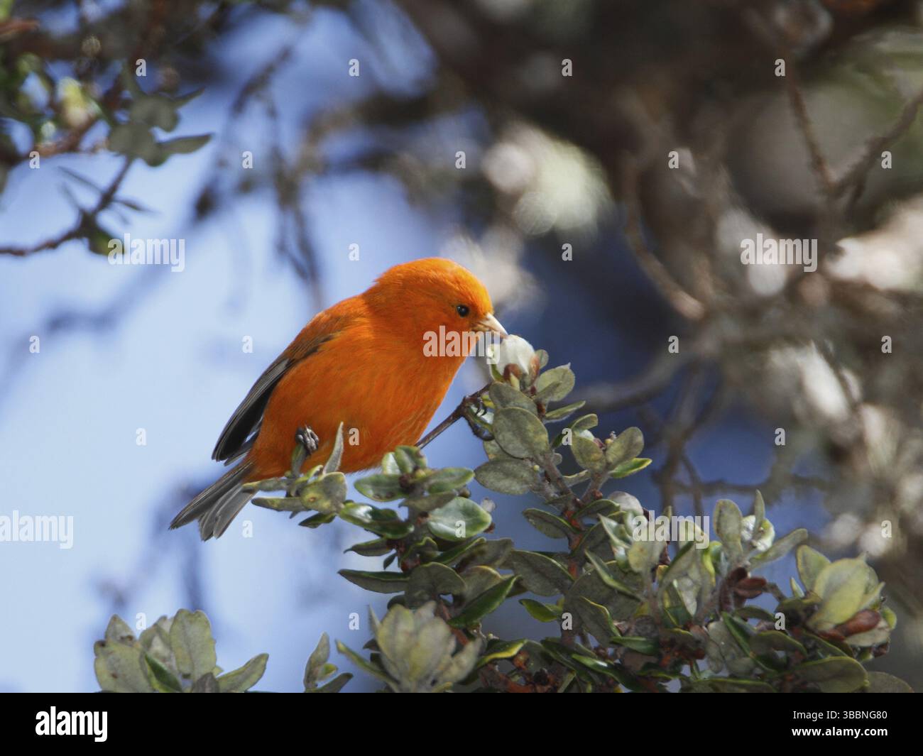 Hawaii Akepa, Loxops coccineus, endangered Hawaiian Honeycreeper Stock ...